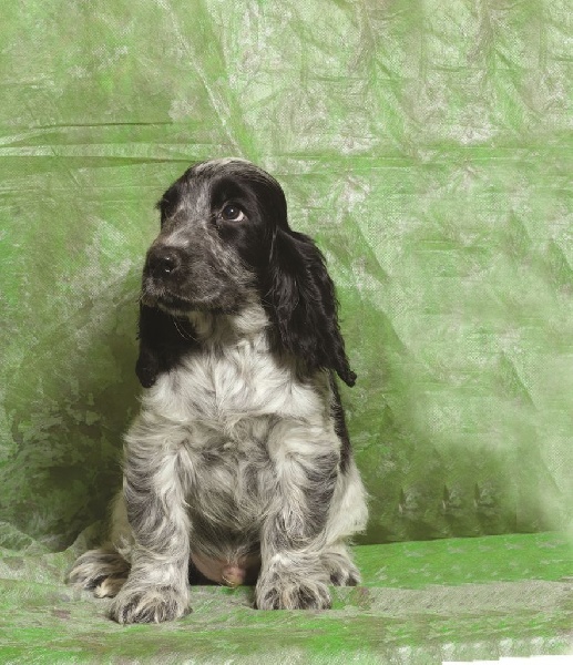 Accueil - Eleveur de chiens Cocker Spaniel Anglais LOF - Elevage De La ...